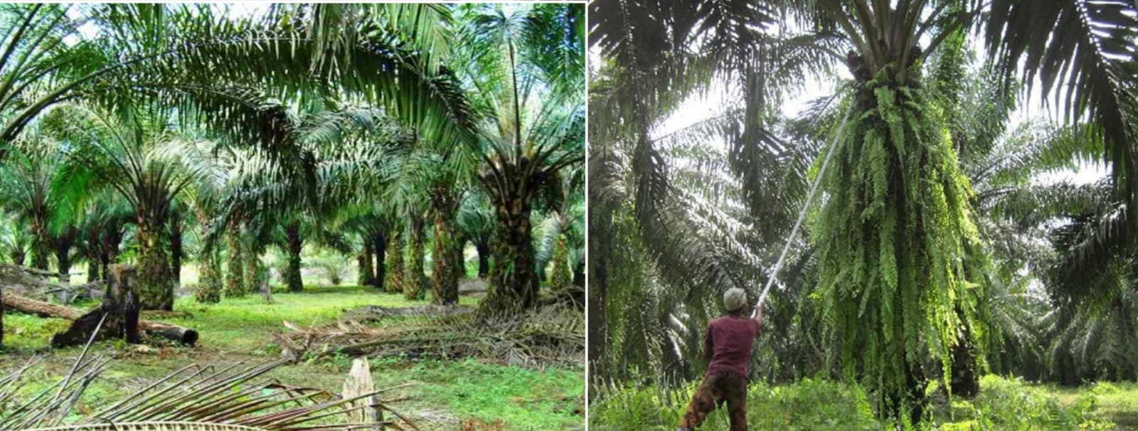 PT SKM Anak Perusahaan PT TAP Bantah Mengelola Lahan Ulayat Warga ...